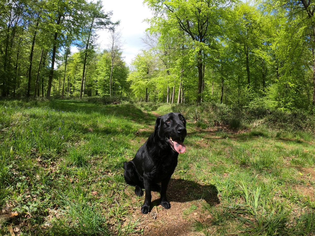 Dog Photo Competition, send us your photos now! – merlinunwin