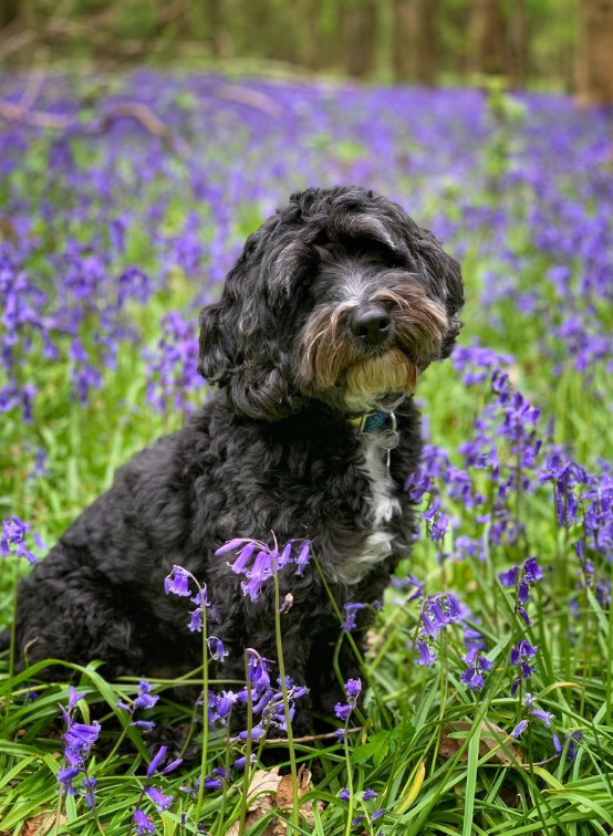 Taught by Dogs, a book that brought unexpected comfort to a reviewer w ...