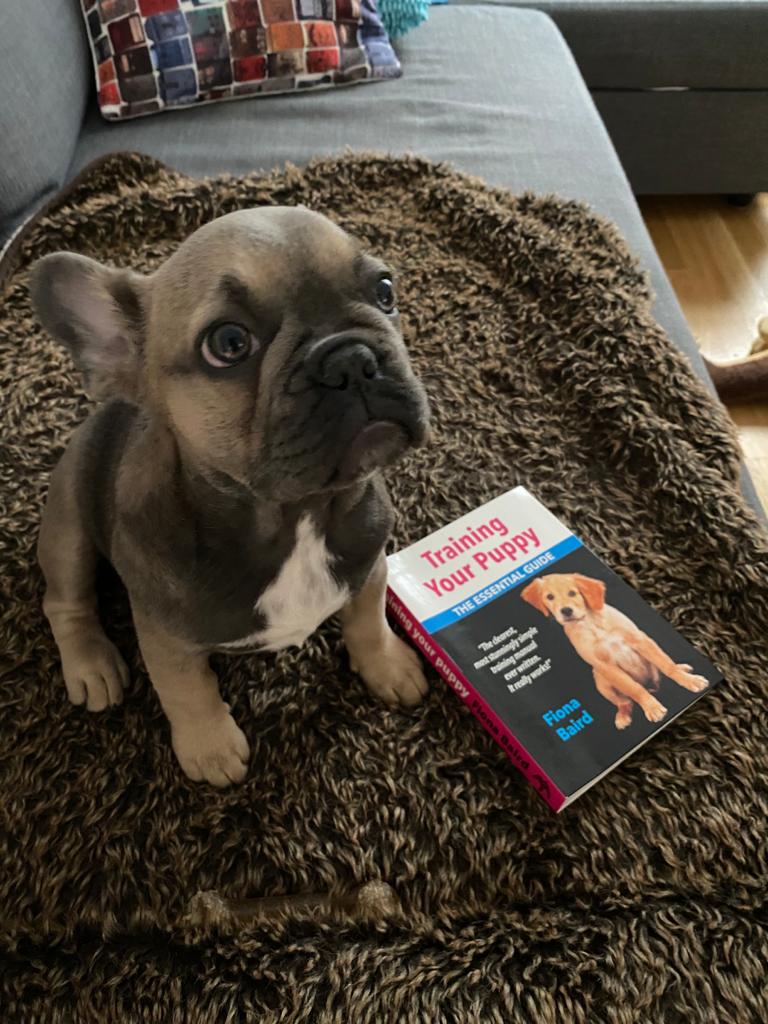 Training Your Puppy - The Essential Guide – merlinunwin