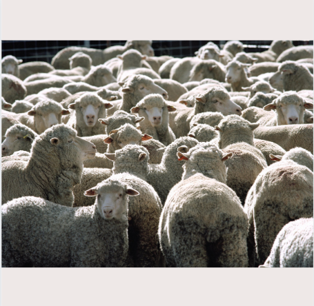 Much ado about Mutton by Bob Kennard... Lamb, Hogget or Mutton? What's ...