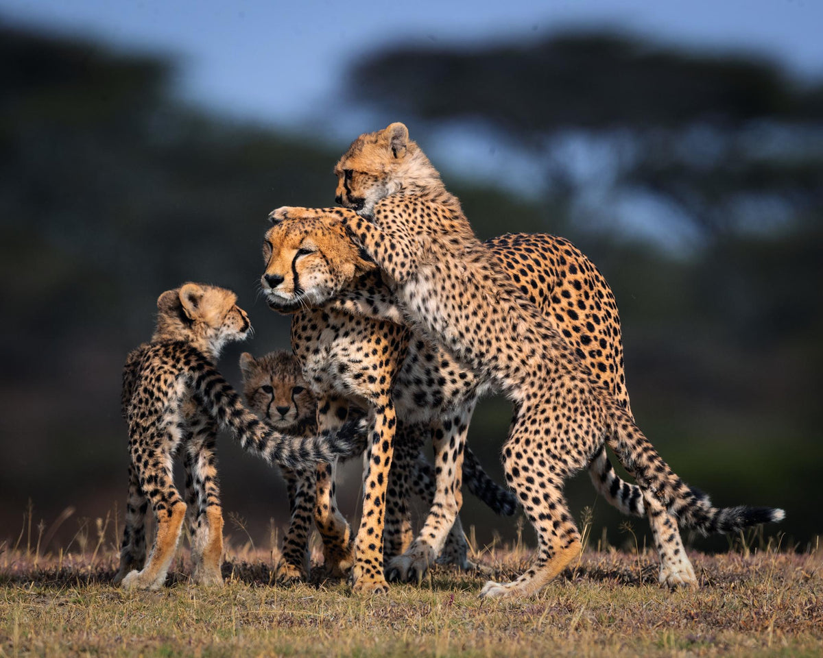 Wild World – merlinunwin